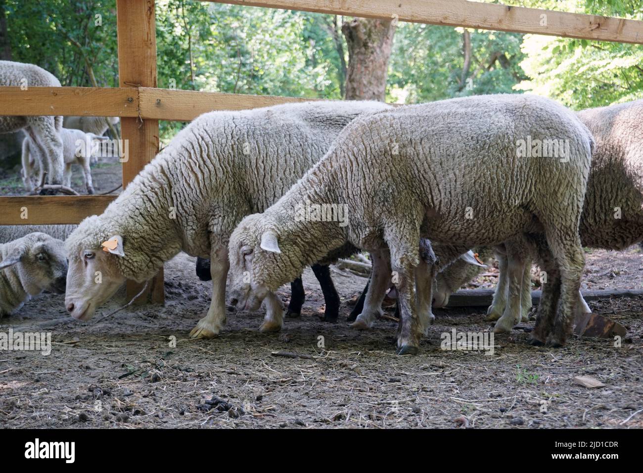 Sheep on farm, wooden fence Stock Photo - Alamy