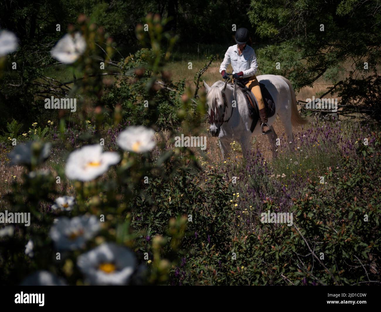Meadow of white Rockrose flowers and female horse rider riding a white ...