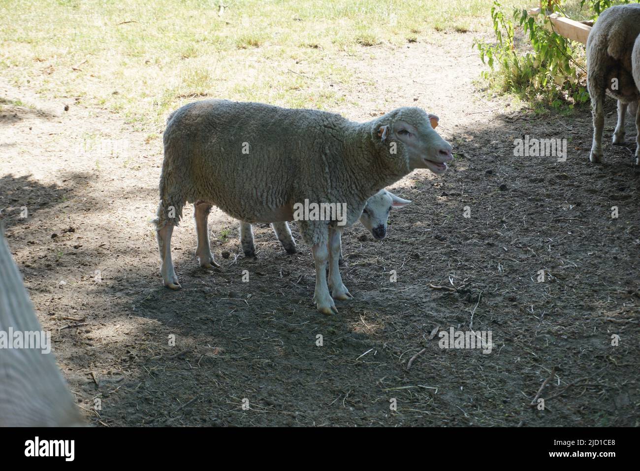 White sheep standing on a ground Stock Photo - Alamy