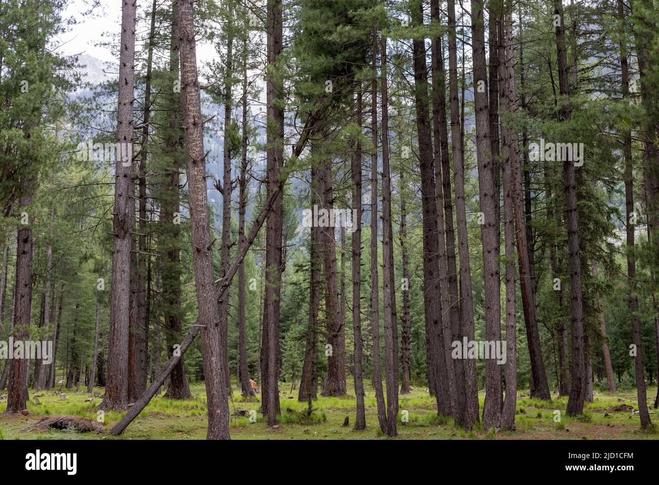 Cedar tree forest in Kumrat, Khyber pakhtunkhwa, Pakistan Stock Photo ...