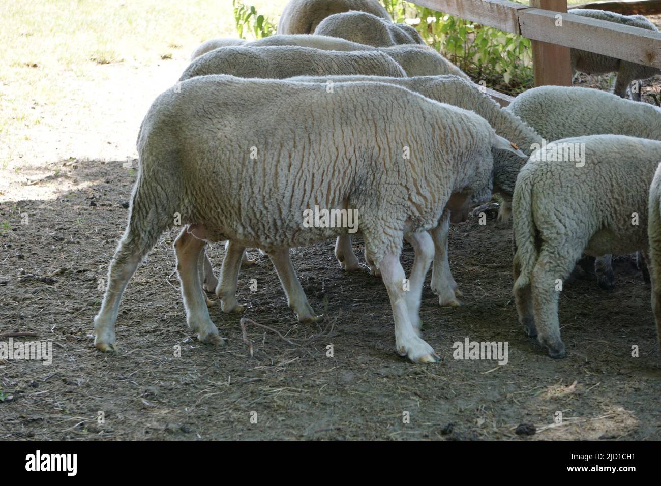 White sheep on farm hi-res stock photography and images - Alamy