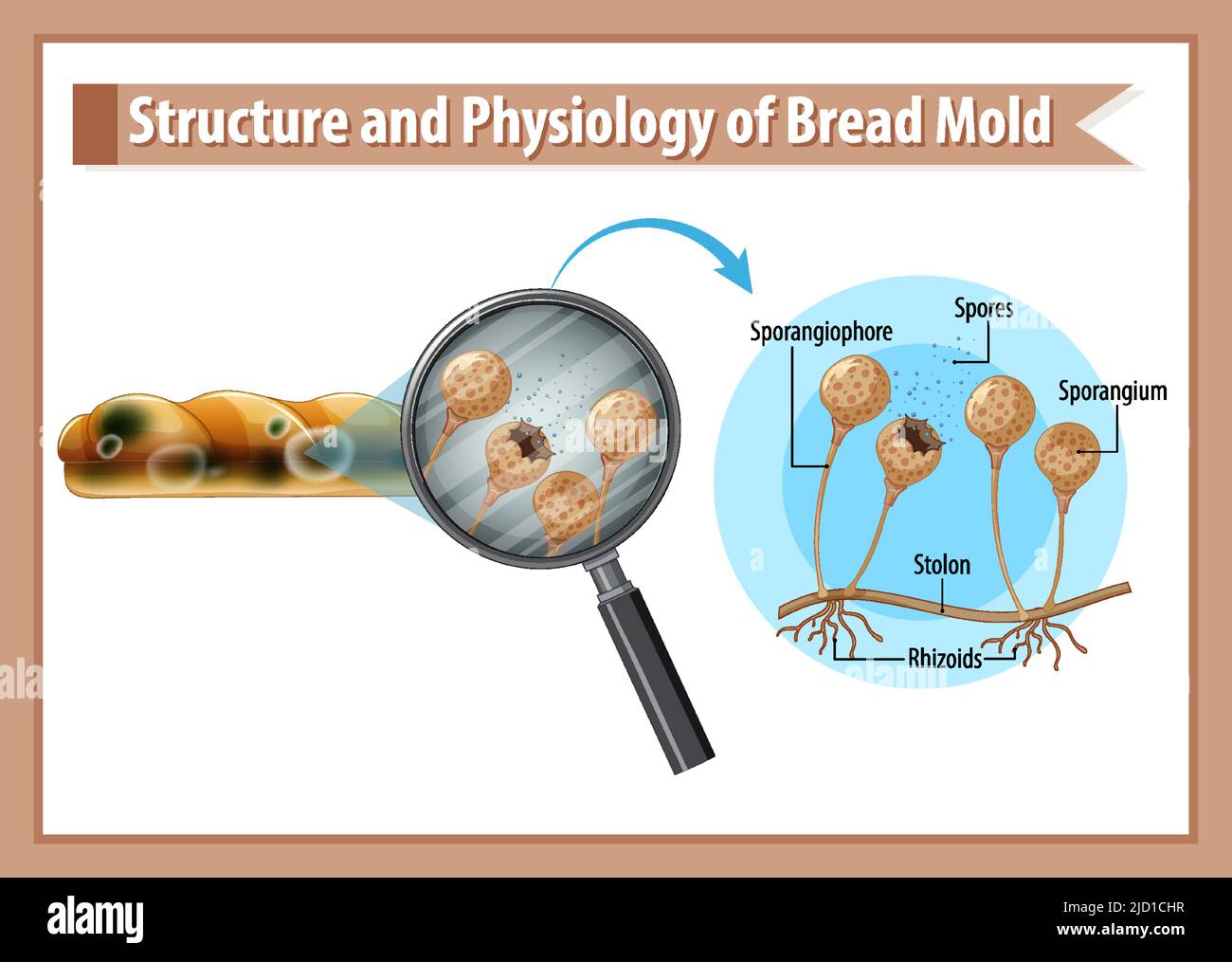 Structure and Physiology of Bread Mold illustration Stock Vector Image ...