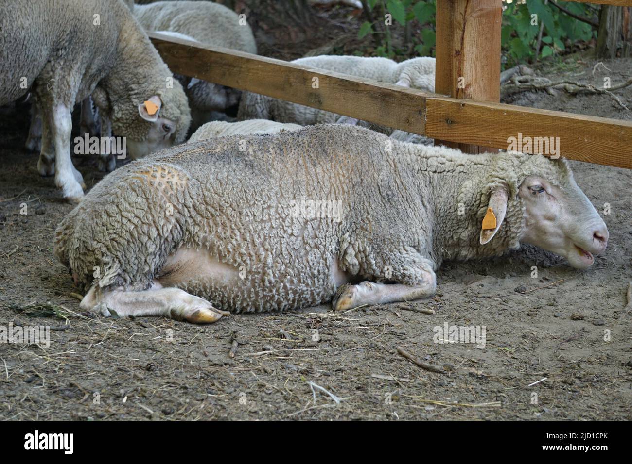 White sheep laying on a ground Stock Photo - Alamy