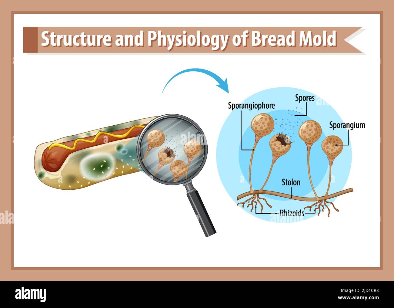 structure and physiology of bread mold illustration Stock Vector Image ...