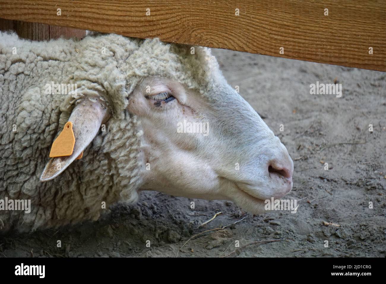 Sheep laying on a ground - close-up on head Stock Photo - Alamy