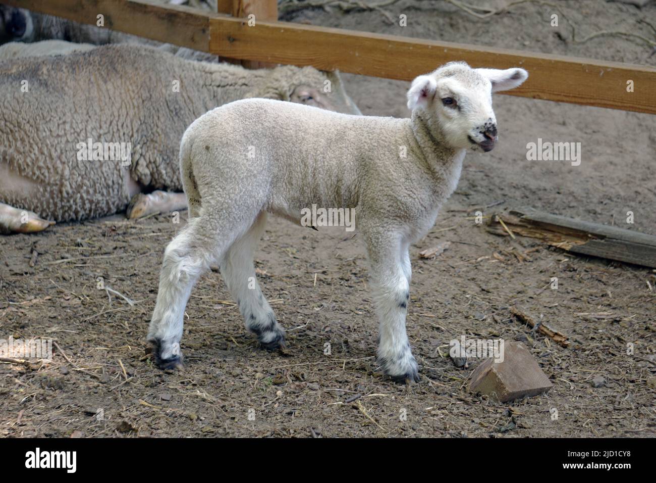 Young white sheep, lamb - side view Stock Photo - Alamy
