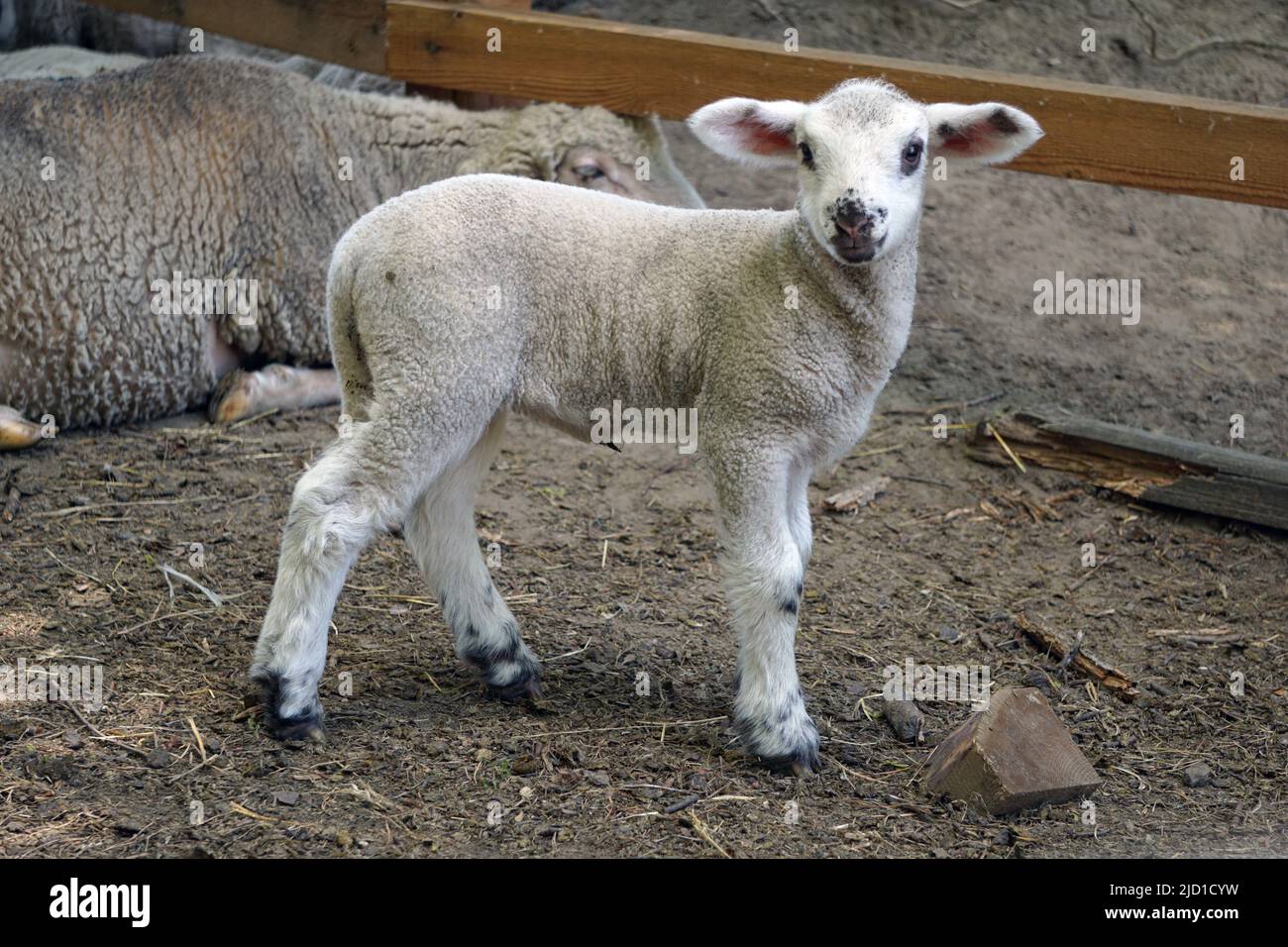 Young white sheep, lamb - side view Stock Photo - Alamy