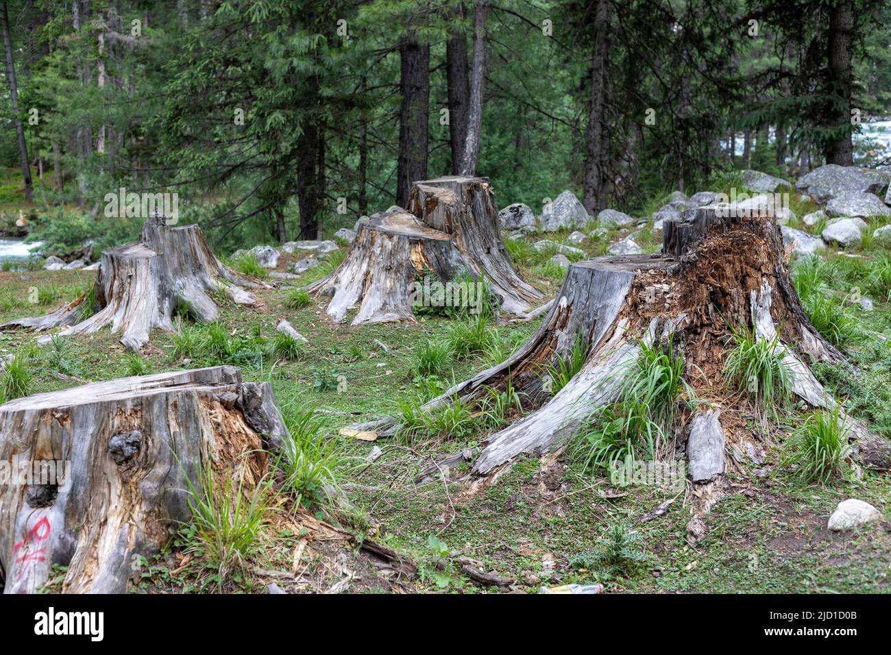 Beautiful old stump in forest hi-res stock photography and images - Alamy
