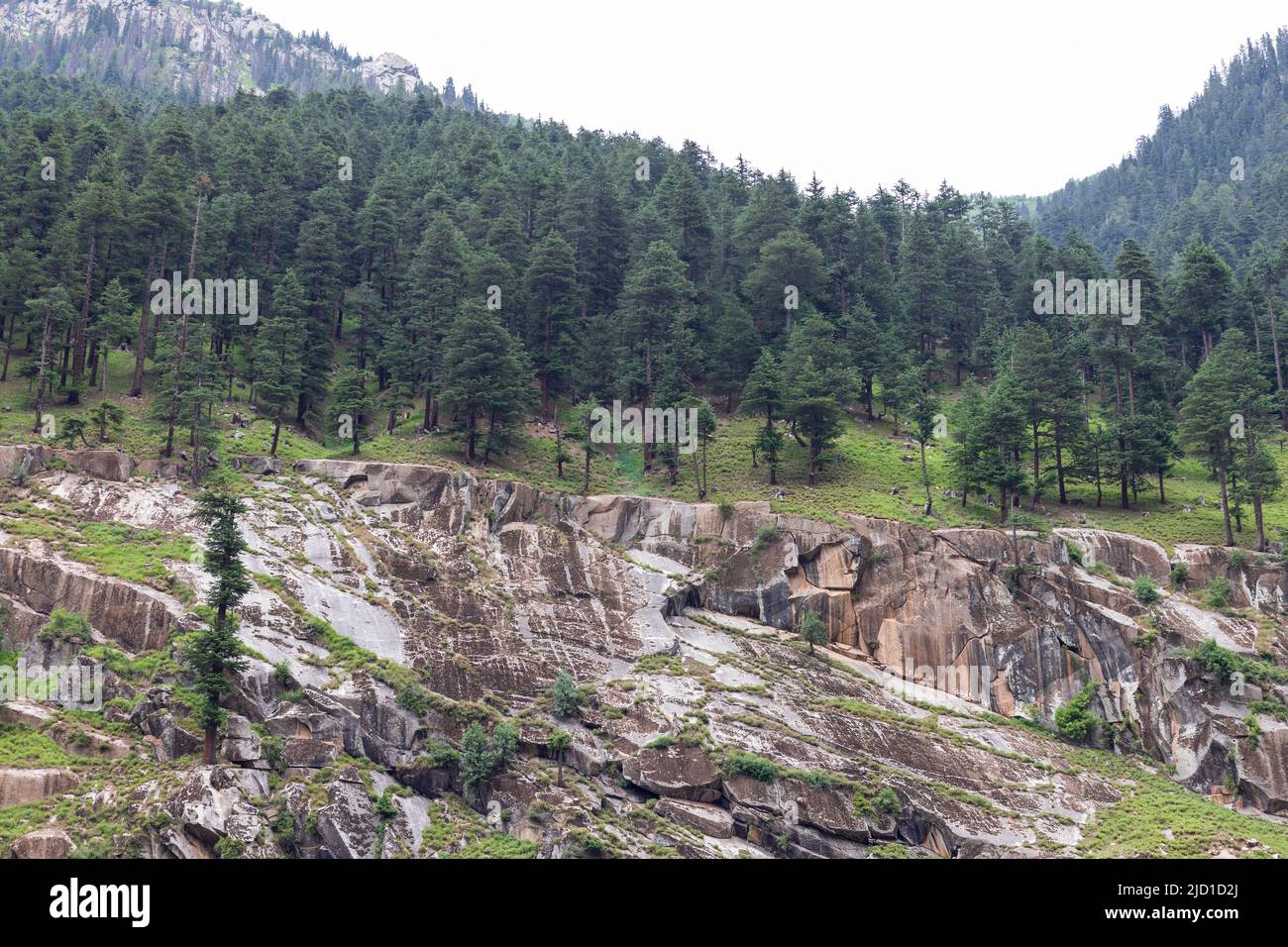 Deodar forest in the mountains of kumrat valley Stock Photo - Alamy