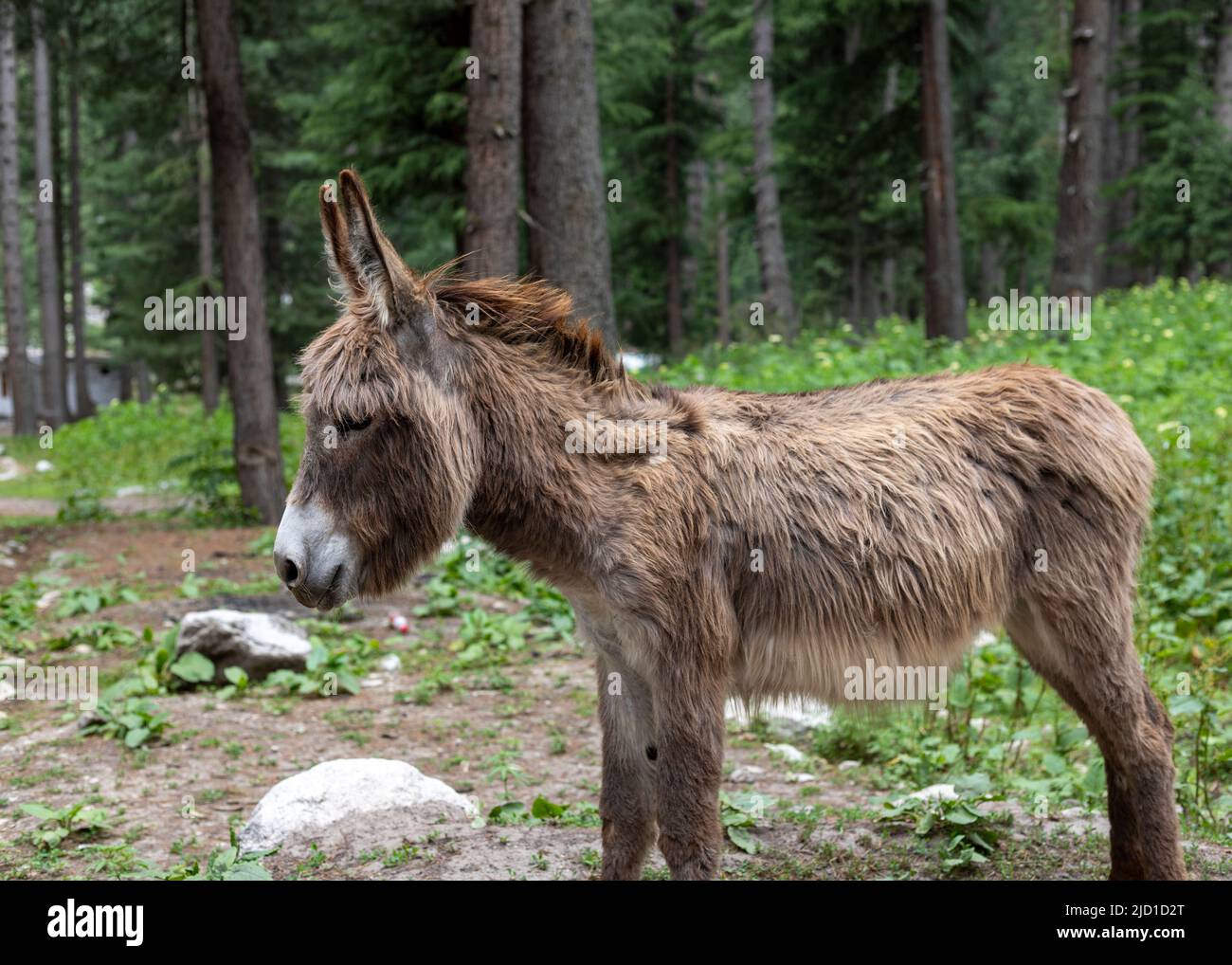 Newborn Mule