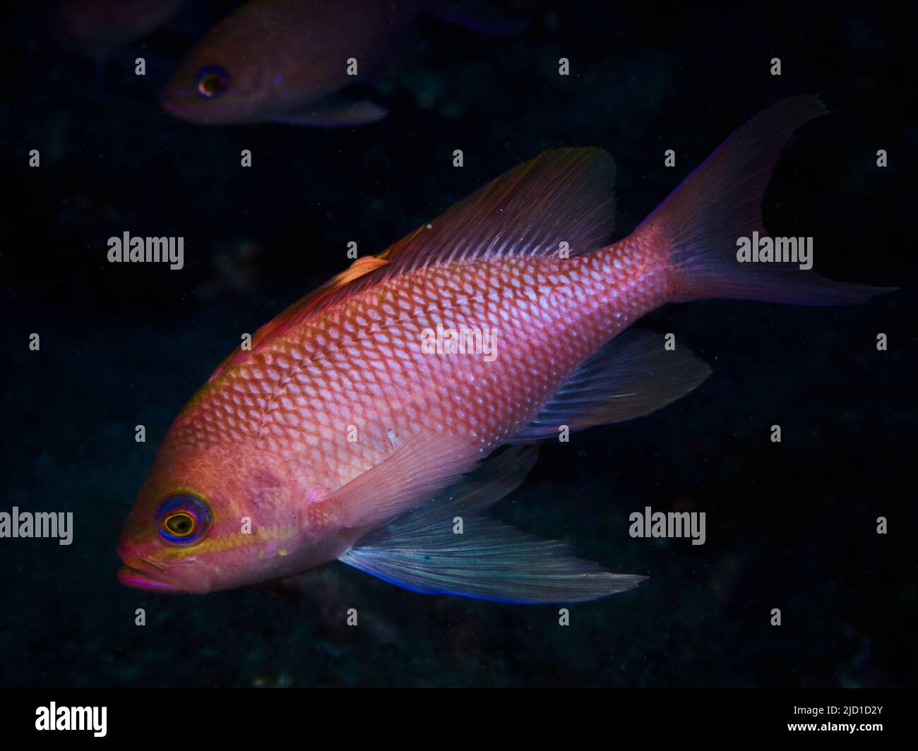 Underwater picture of anthias fishes in the Mediterranean sea Stock ...