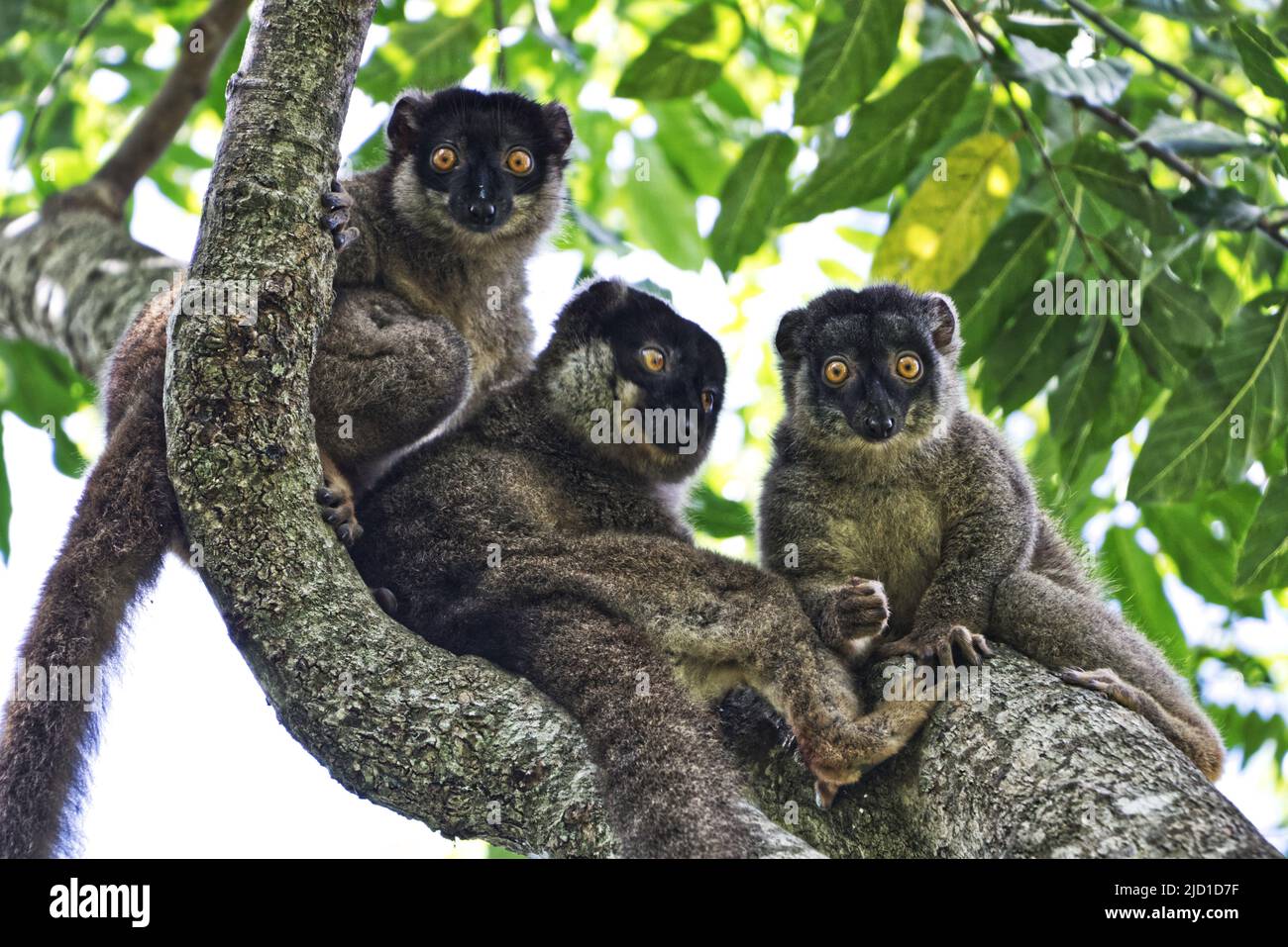 Mausmaki hi-res stock photography and images - Alamy