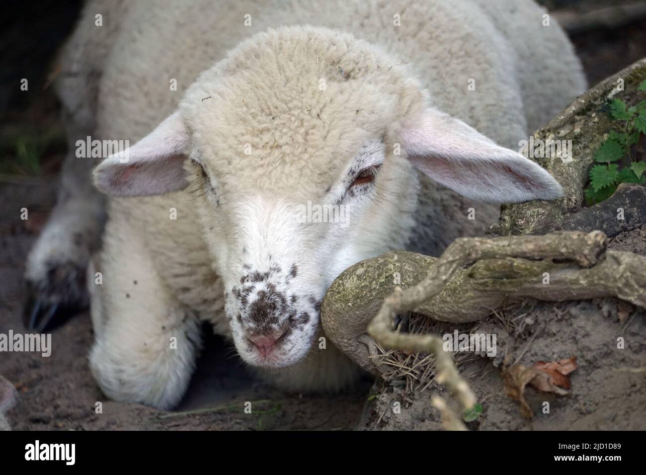 Lamb - young white sheep laying on ground Stock Photo - Alamy