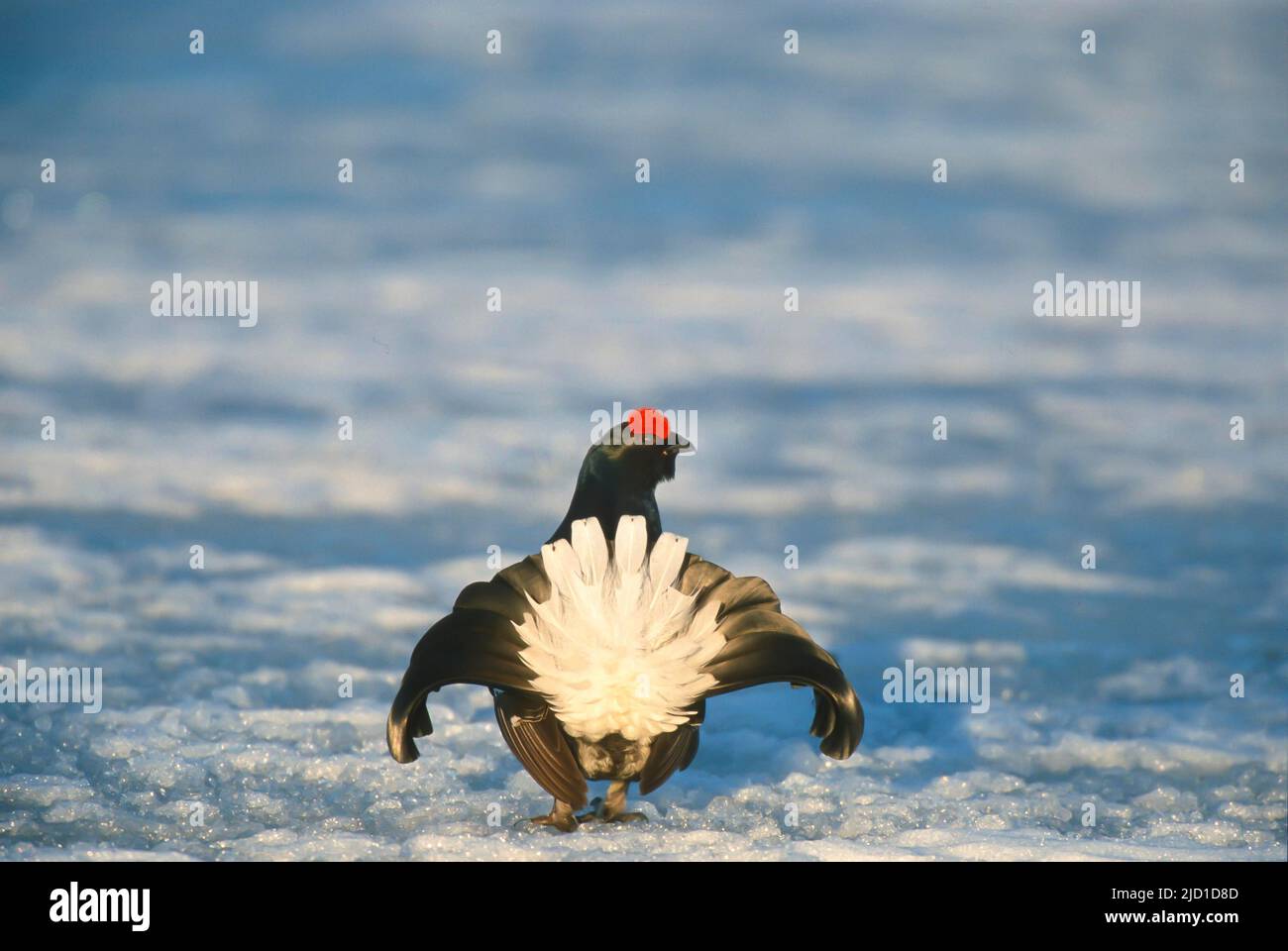 Black grouse (Tetrao tetrix) mating in the snow, Hamra National Park ...