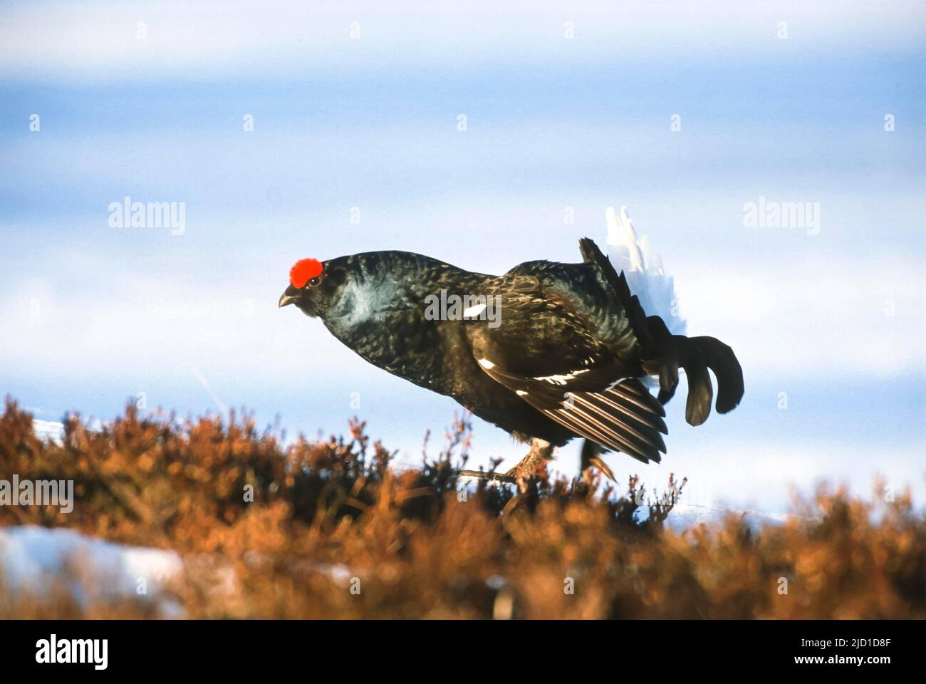 Black grouse (Tetrao tetrix) mating in the snow, Hamra National Park ...