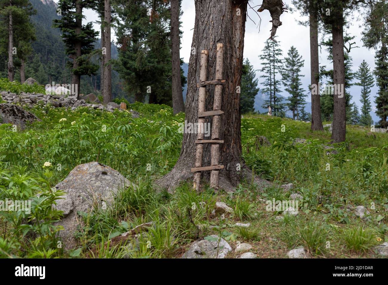 Branch ladder hi-res stock photography and images - Alamy