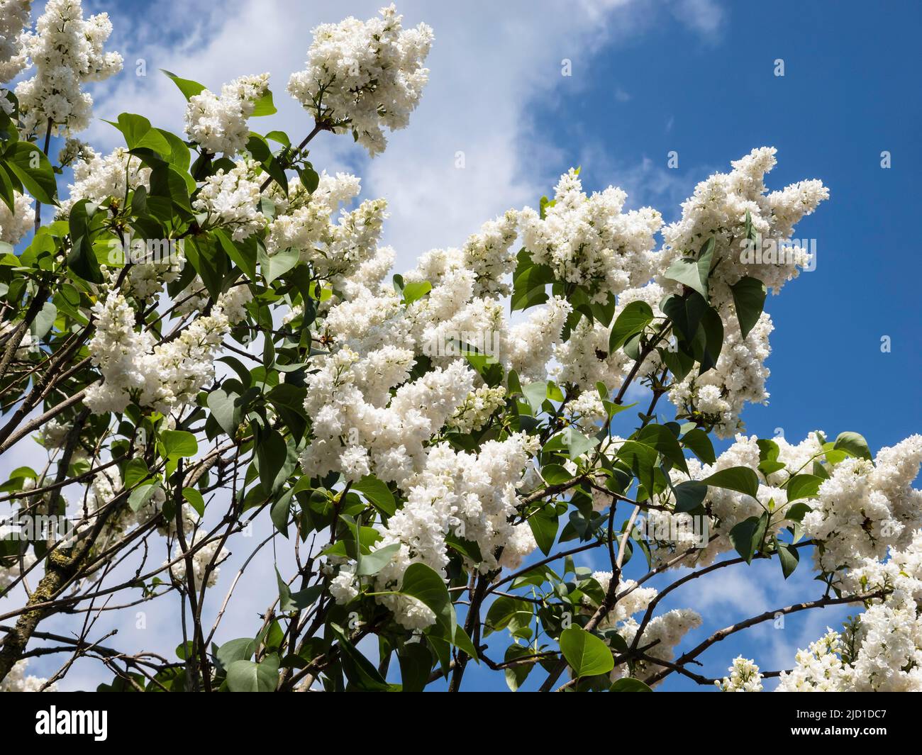 White common lilac (Syringa vulgaris) blooms against a blue sky, North ...