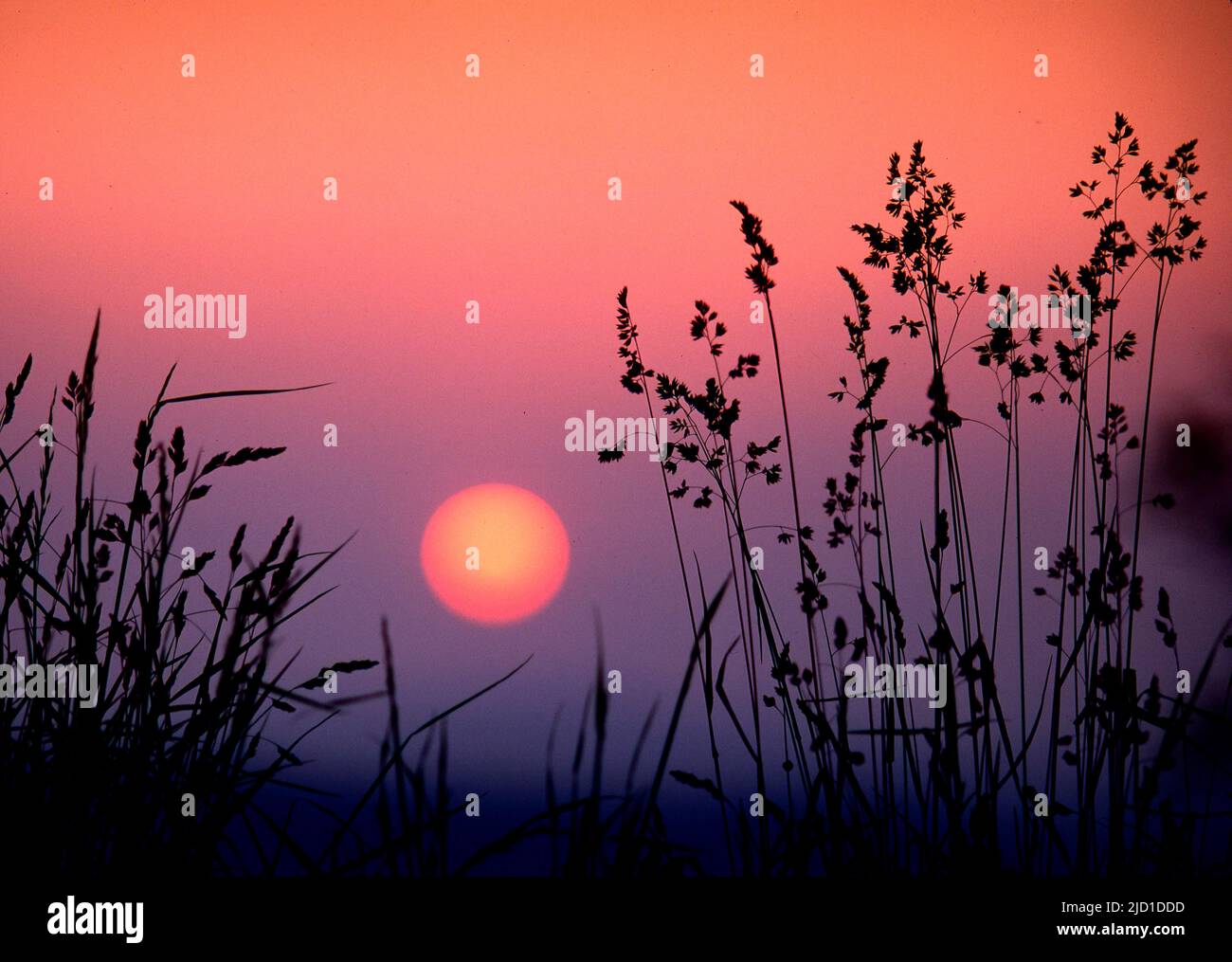 Grasses in the sunset Stock Photo - Alamy