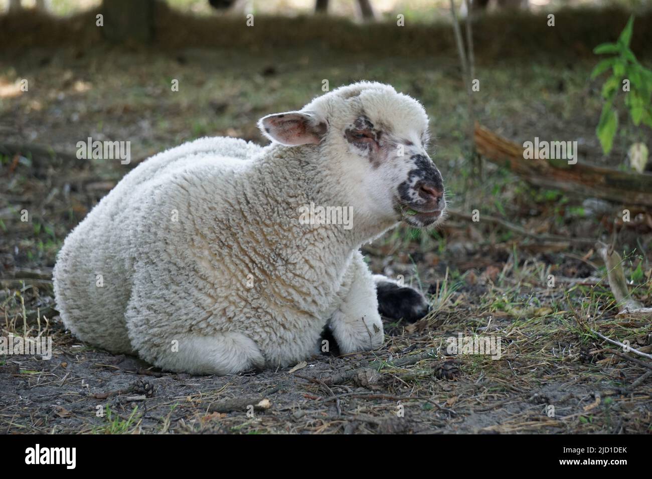 White sheep laying on hi-res stock photography and images - Alamy