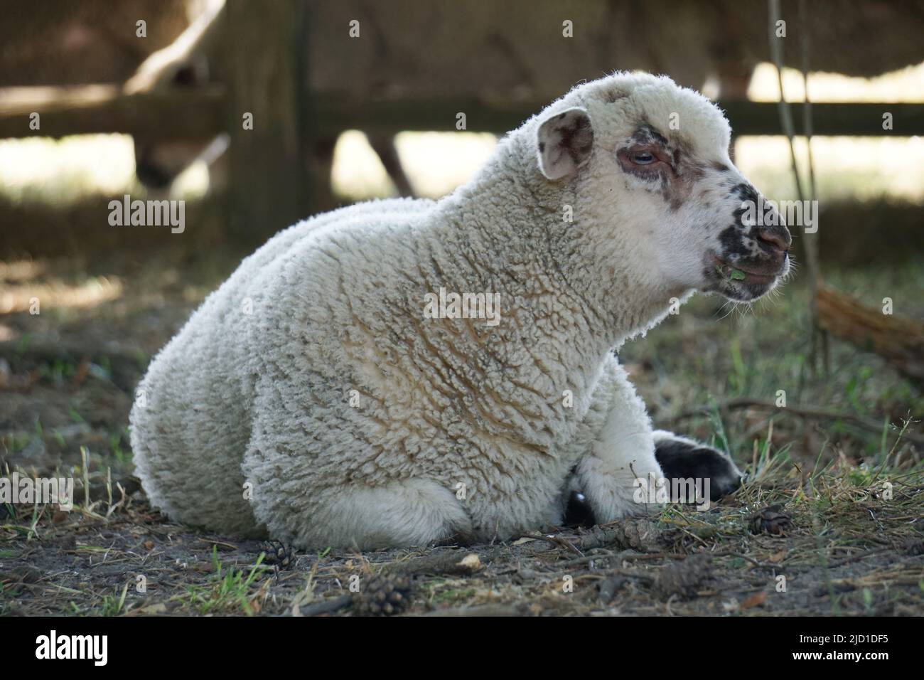 White sheep laying on hi-res stock photography and images - Alamy