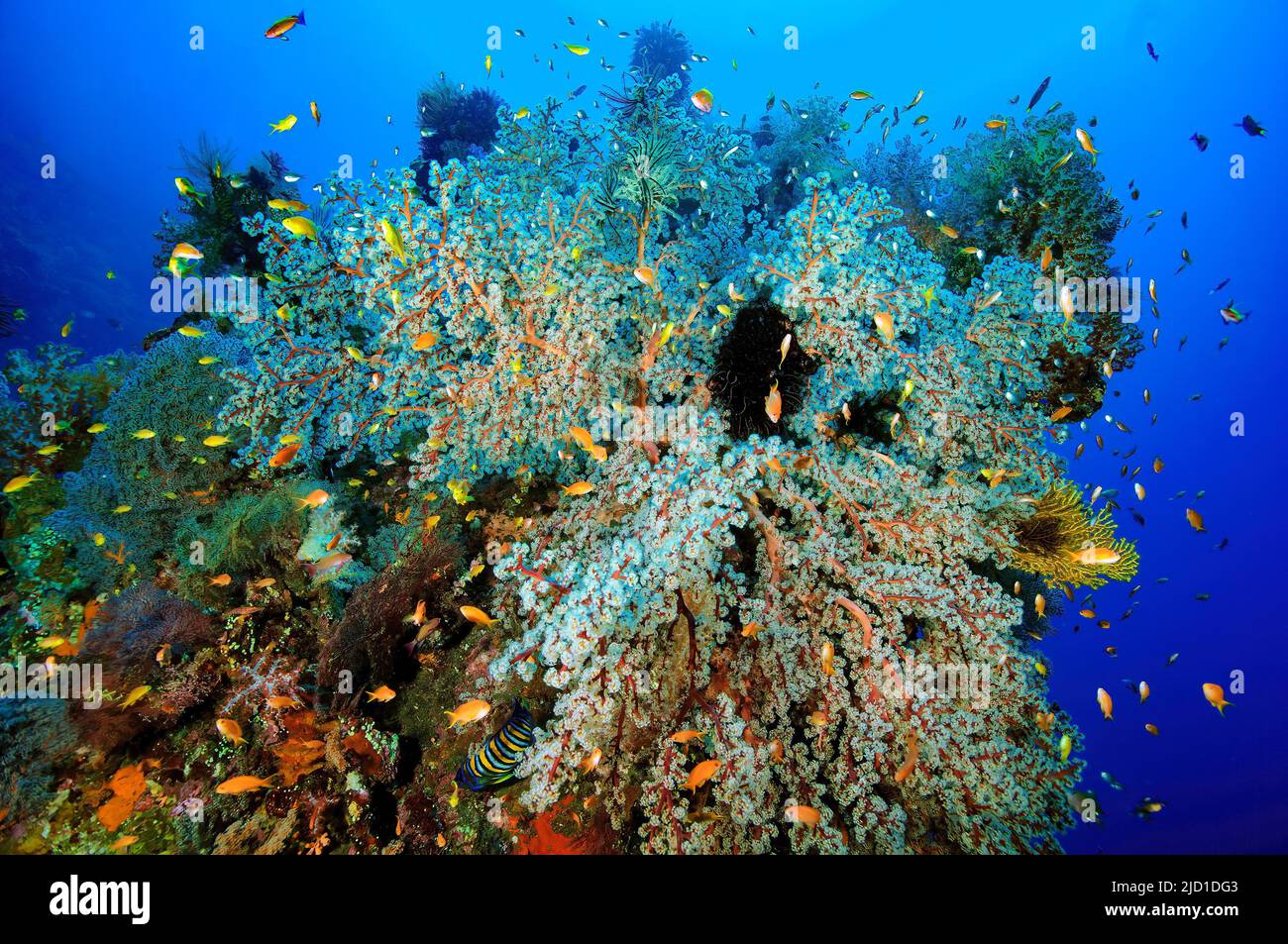 Soft coral (Siphonogorgia godeffroyi) with elongated polyps, Pacific ...