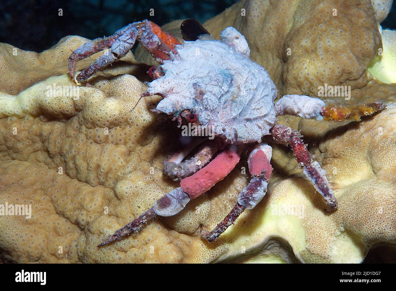 Crab Sponge decorator crab (Hyastenus) camouflages itself with sea ...