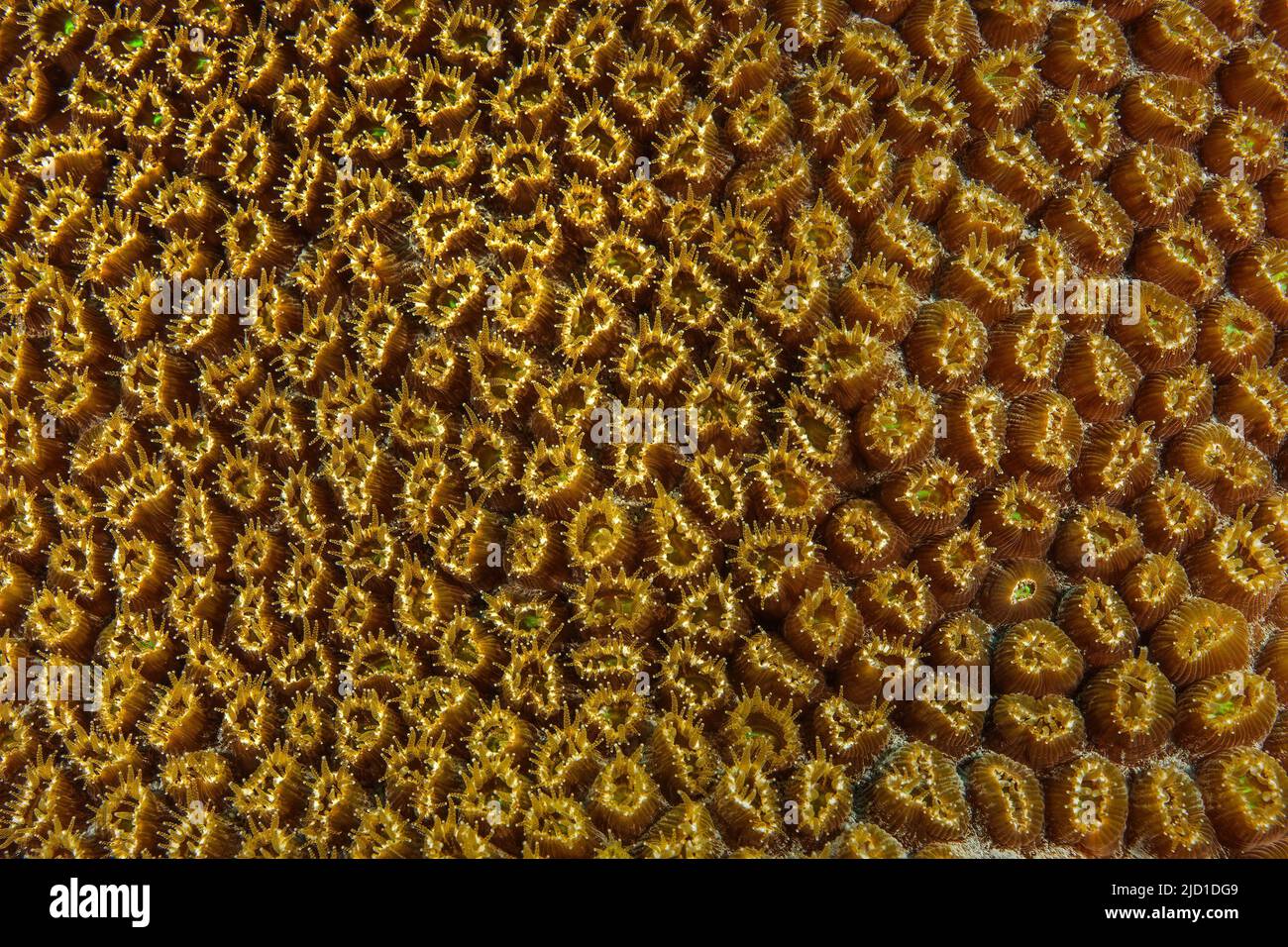 Close-up of opening polyps of great star coral (Montastrea cavernosa ...