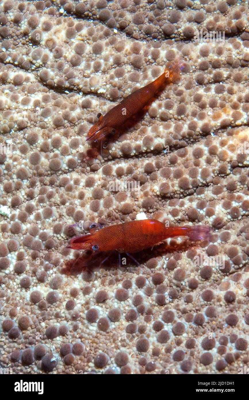 Extreme close-up photo of pair of starfish partner shrimp (Zenopontonia ...