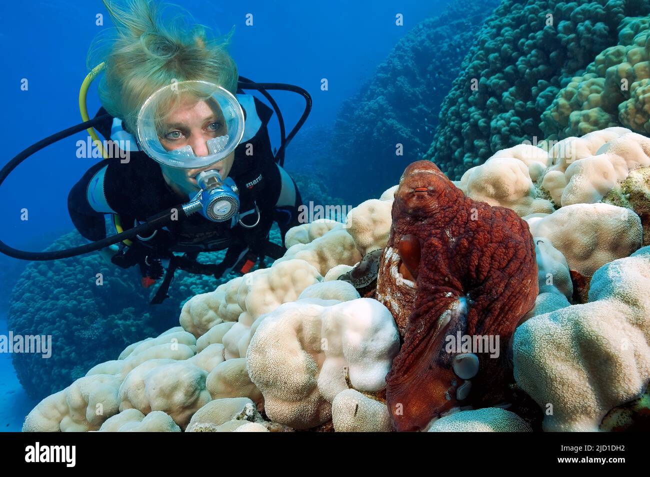 Octopus with female diver hi-res stock photography and images - Alamy