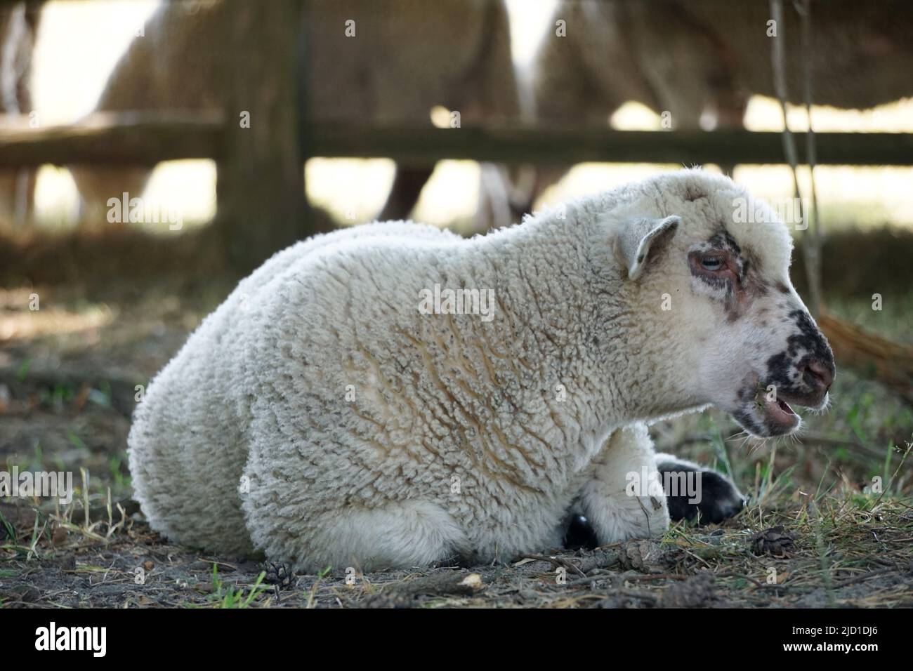 White sheep laying on hi-res stock photography and images - Alamy
