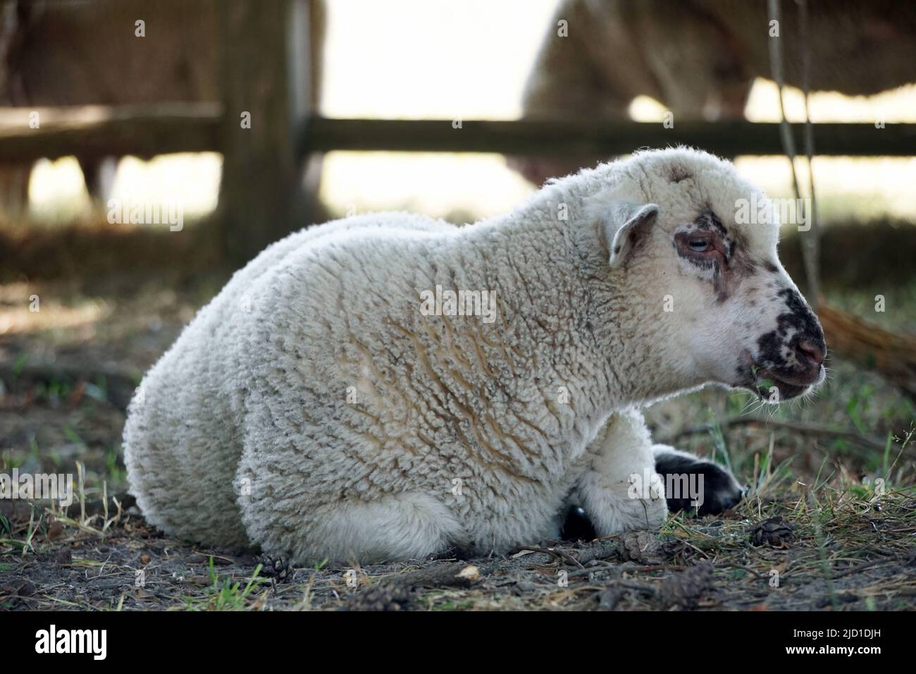 White sheep laying on hi-res stock photography and images - Alamy