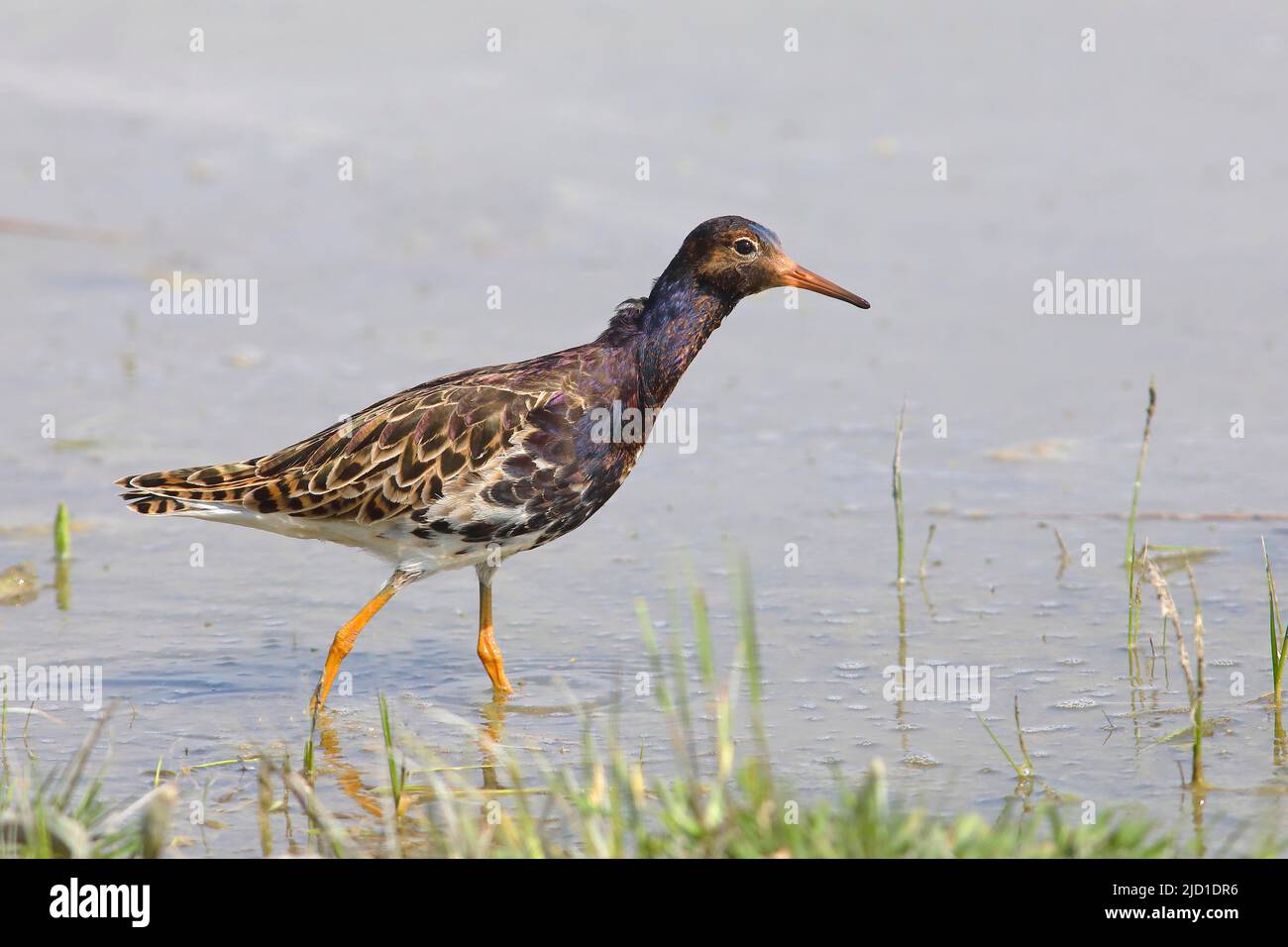 Ruff (Calidris pugnax), male, running in shallow water, Ziggsee, Lake ...
