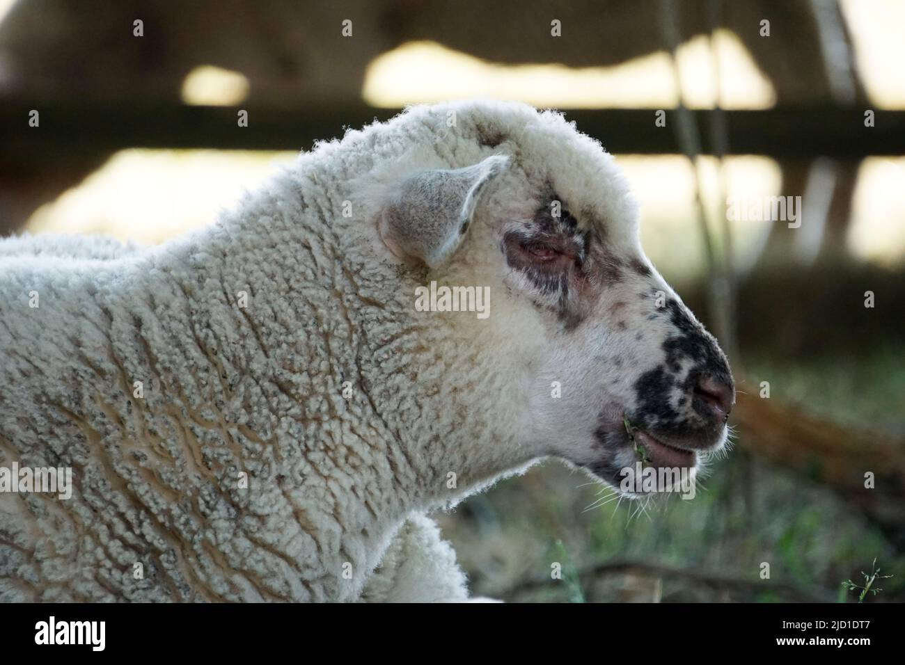 Young white sheep, lamb - close-up on head Stock Photo - Alamy