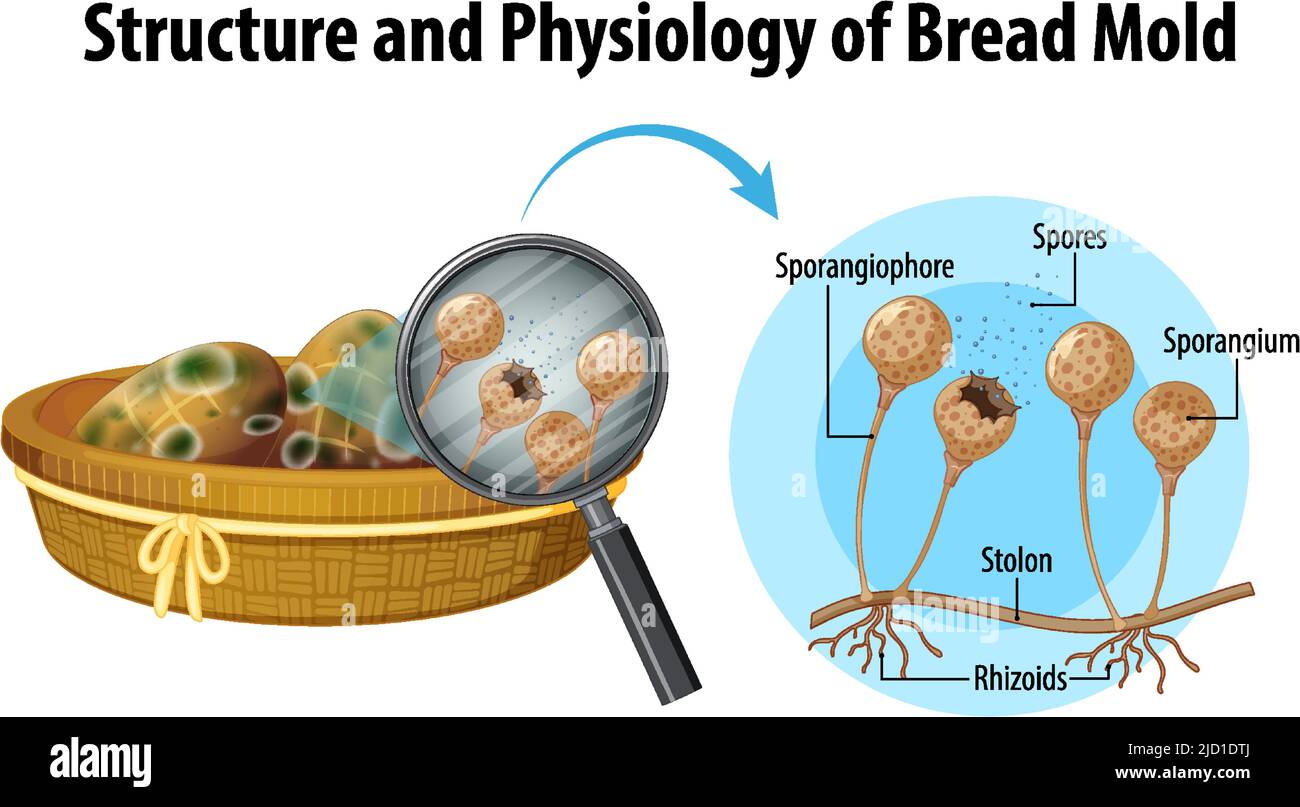 Structure and Physiology of bread mold illustration Stock Vector Image ...