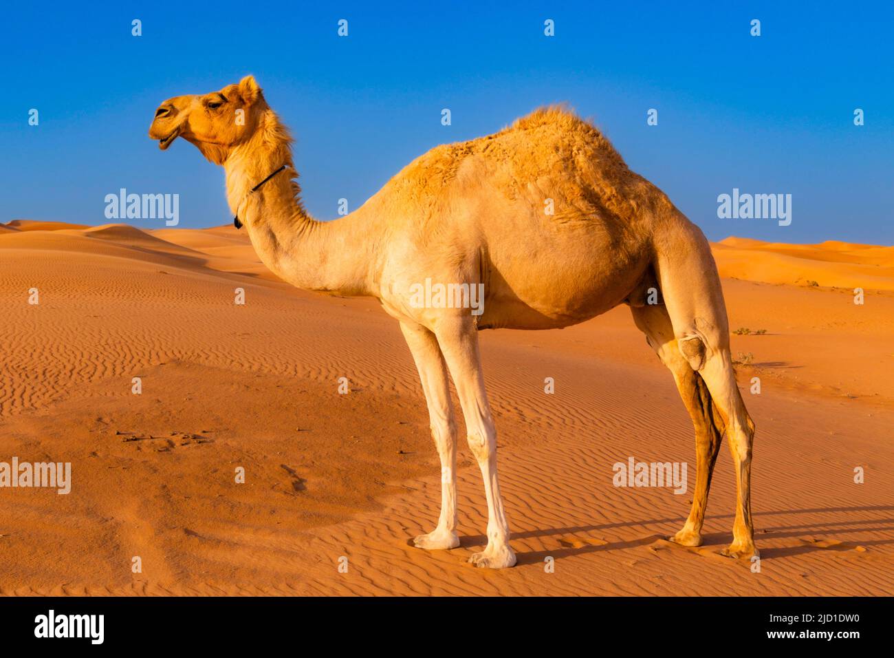 Camel (Camelus dromedarius) in the Wahiba Sands, or Ramlat al-Wahiba ...