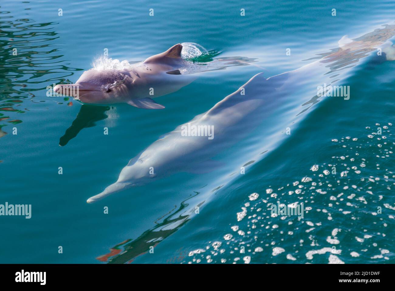 Common dolphins (Delphinus delphis), Fjords or Khor of Musandam ...