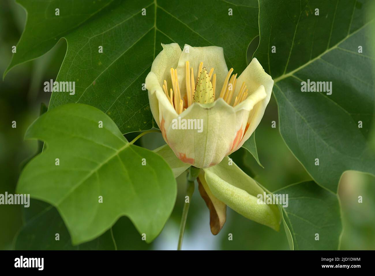 Flower from tulip tree (Liriodendron tulipifera), Bavaria, Germany ...