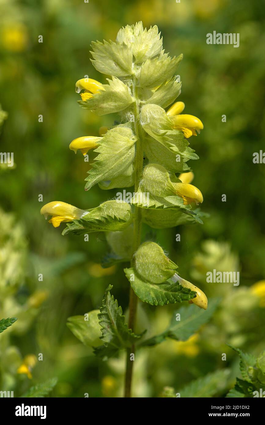 Greater yellow rattle (Rhinanthus alectorolophus), Bavaria, Germany ...