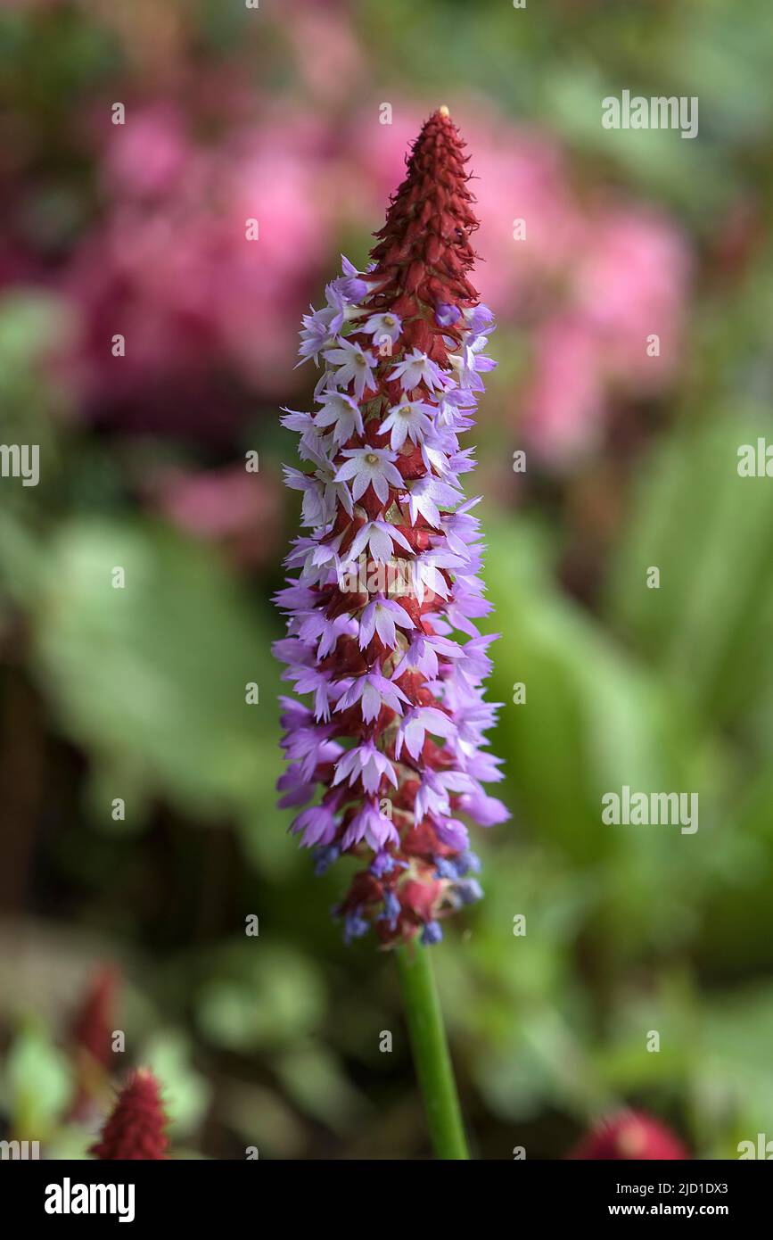 Orchid primrose (Primula vialii), Bavaria, Germany Stock Photo - Alamy