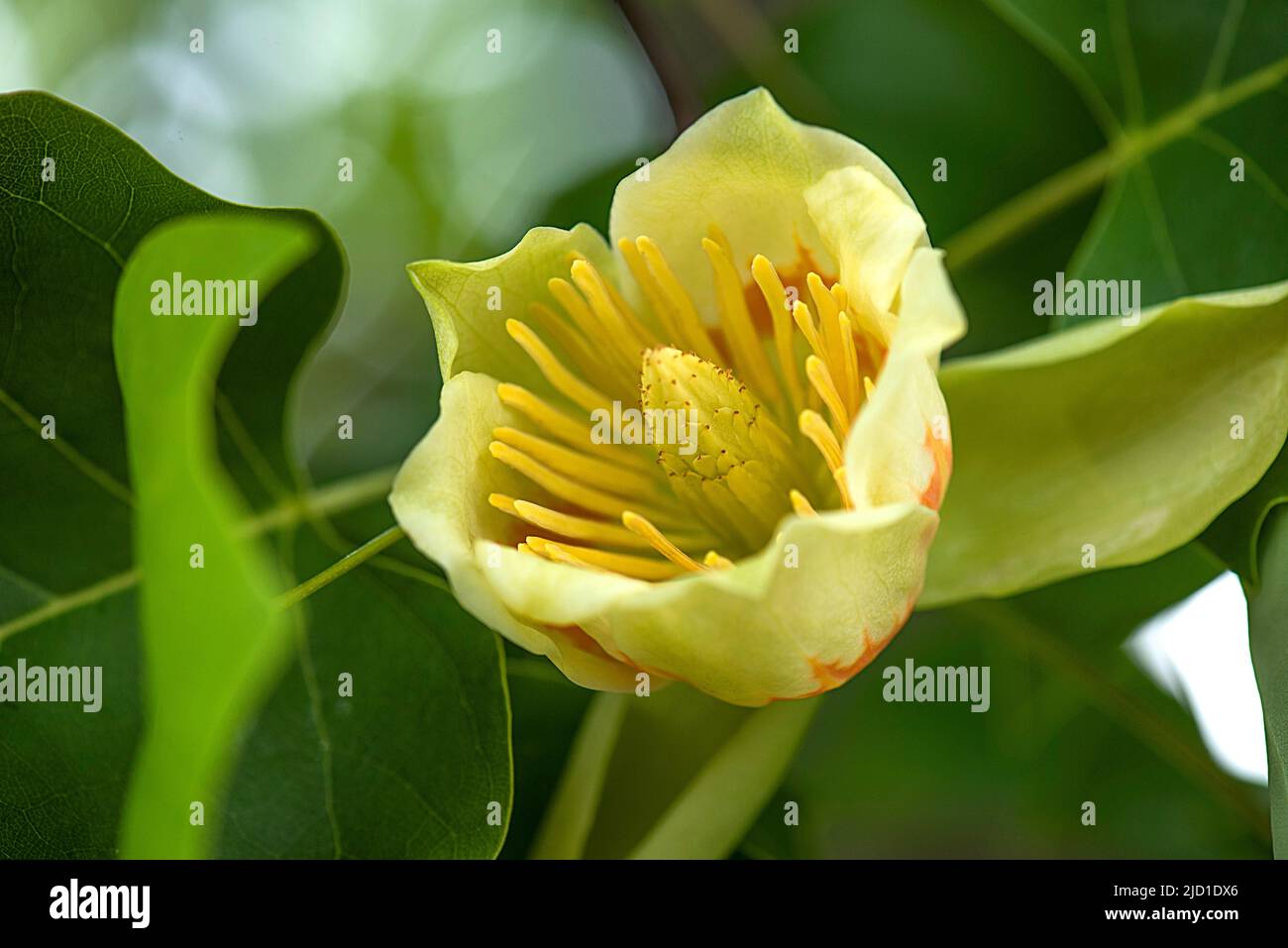 Flower from tulip tree (Liriodendron tulipifera), Bavaria, Germany ...