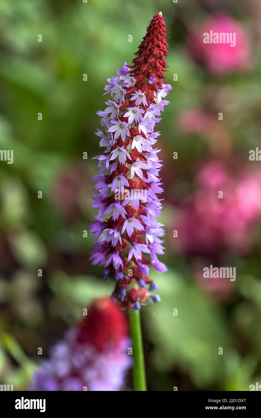 Orchid primrose (Primula vialii), Bavaria, Germany Stock Photo - Alamy