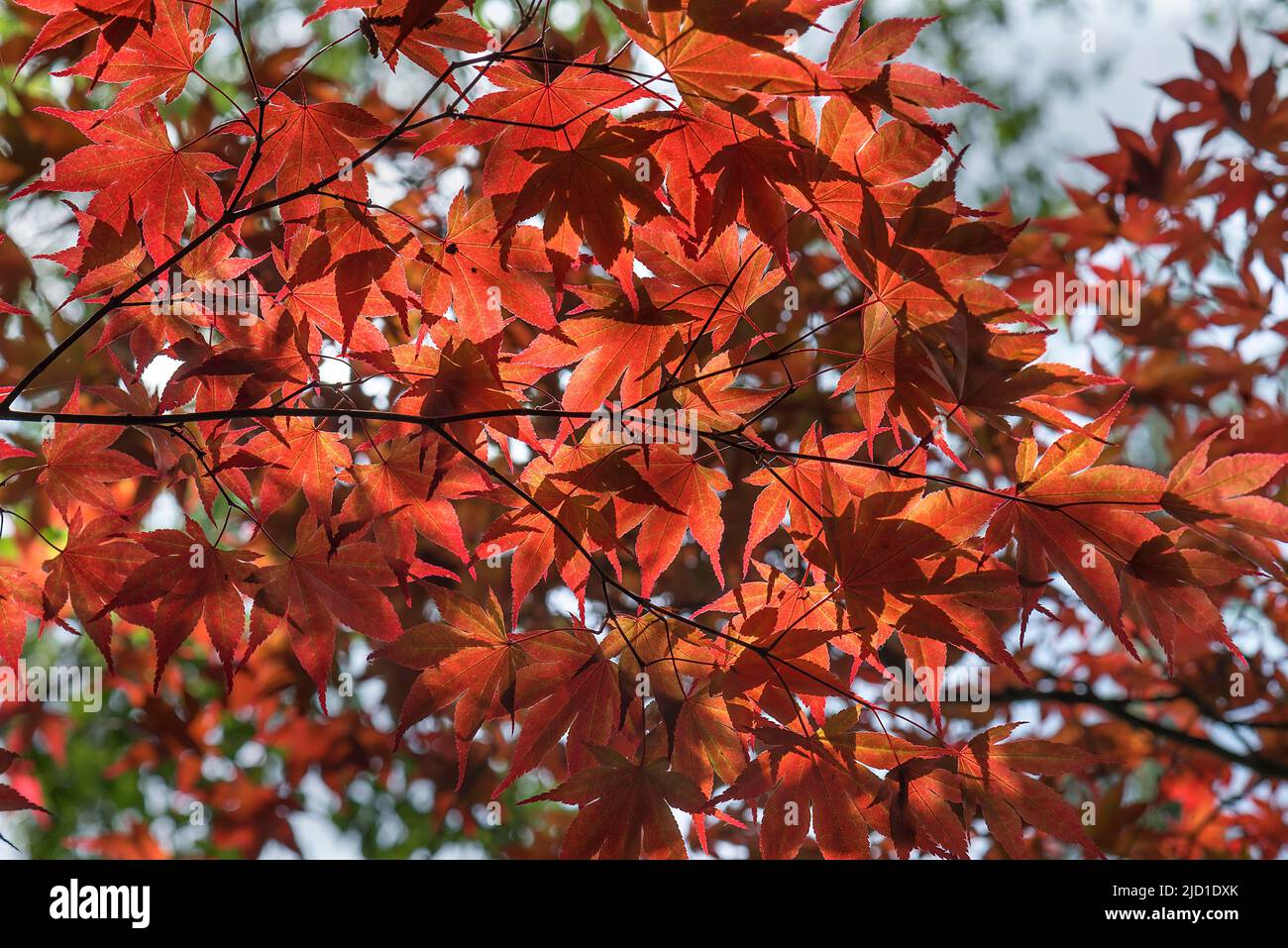 Glowing leaves of smooth japanese maple (Acer palmatum), Bavaria ...