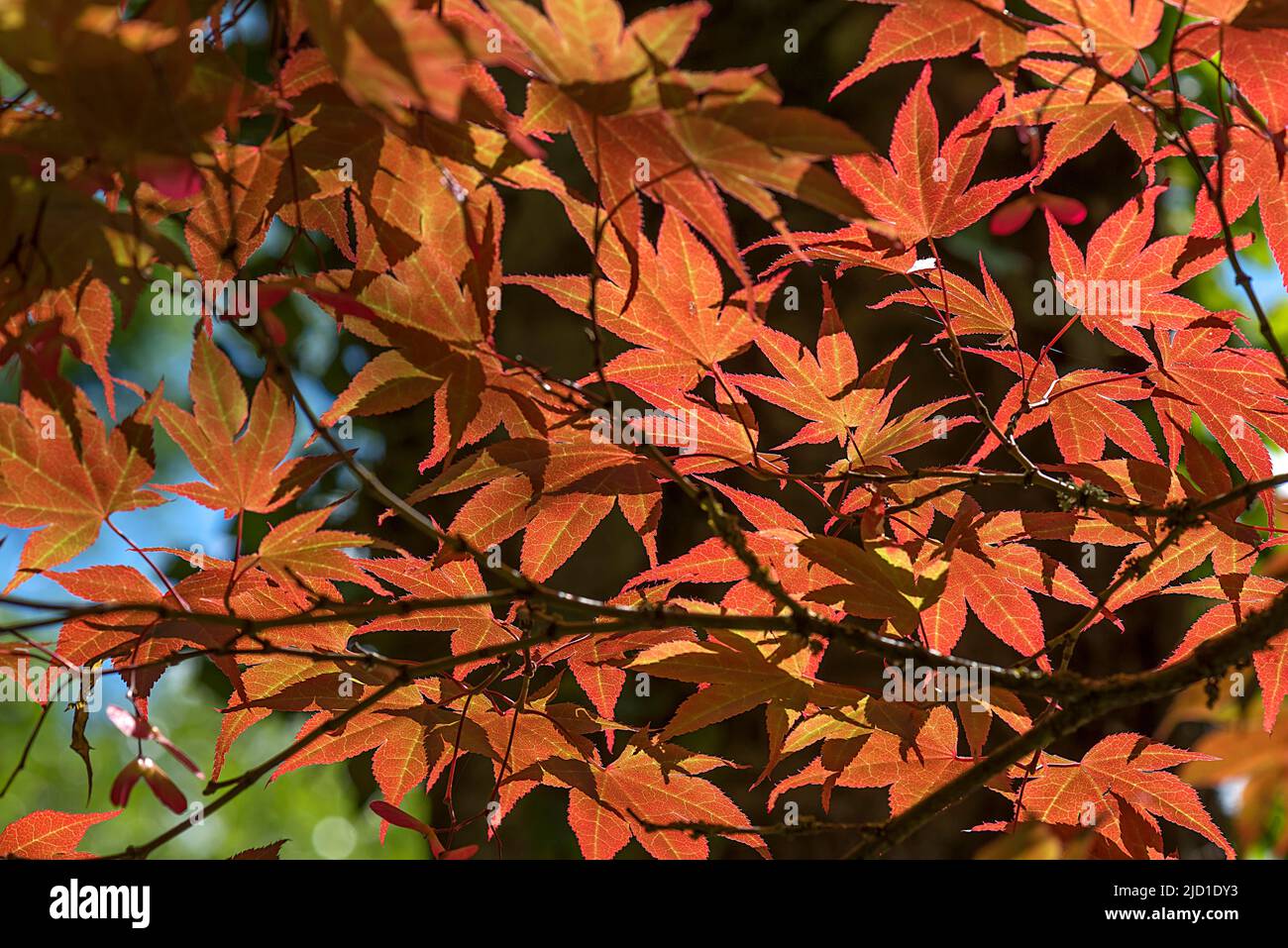 Glowing leaves of smooth japanese maple (Acer palmatum), Bavaria ...