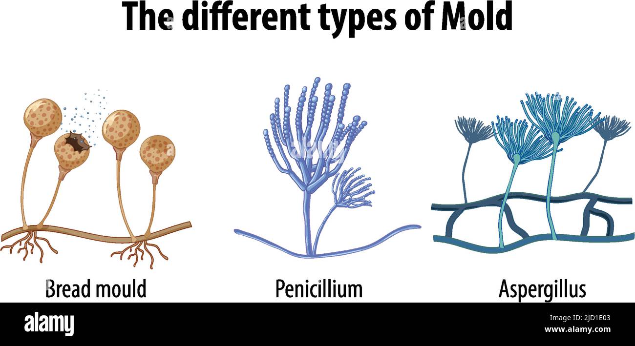 The different types of mold illustration Stock Vector Image & Art - Alamy