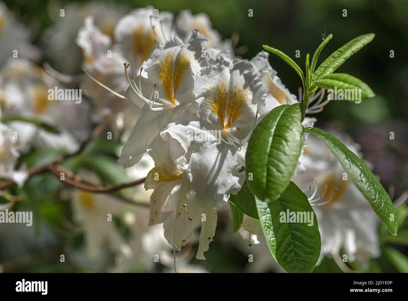 White flower of a Western Azalea (Rhododendron occidentale), Bavaria ...