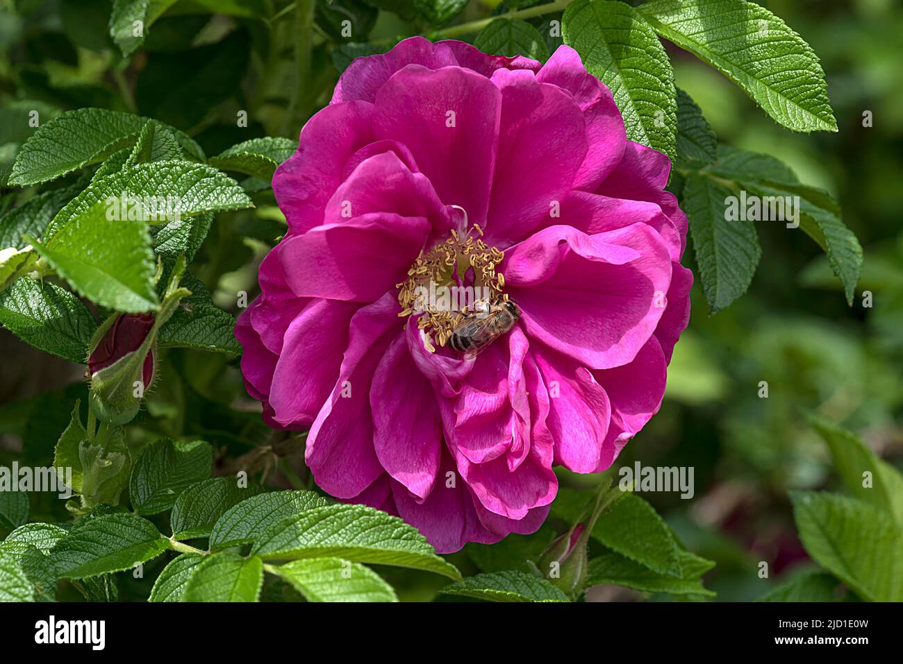 Flower of a potato rose (Rosa rogusa), with honey bee (Apis), Bavaria ...