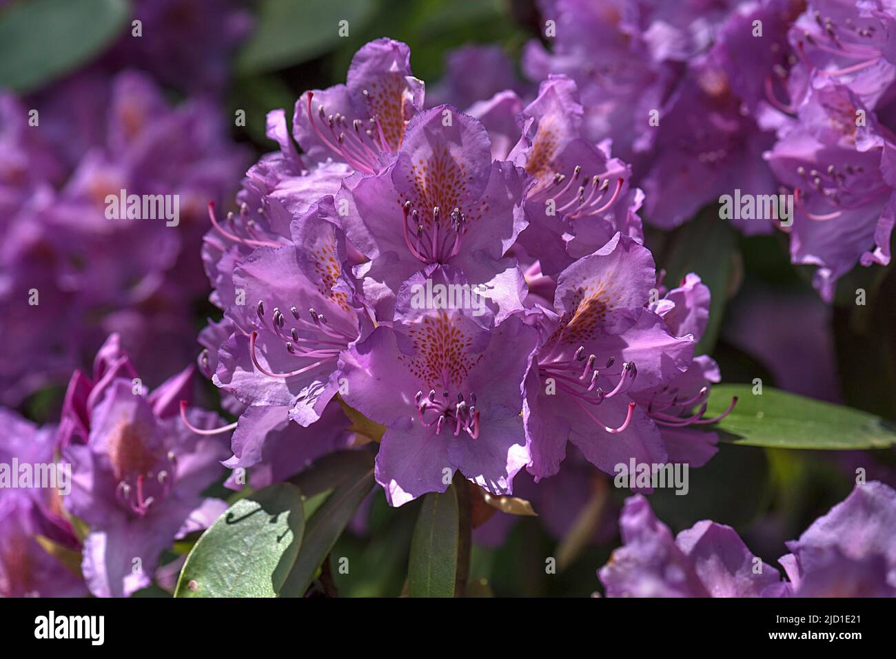 Flower of an rhododendrons (Rhododendron), Bavaria, Germany Stock Photo ...