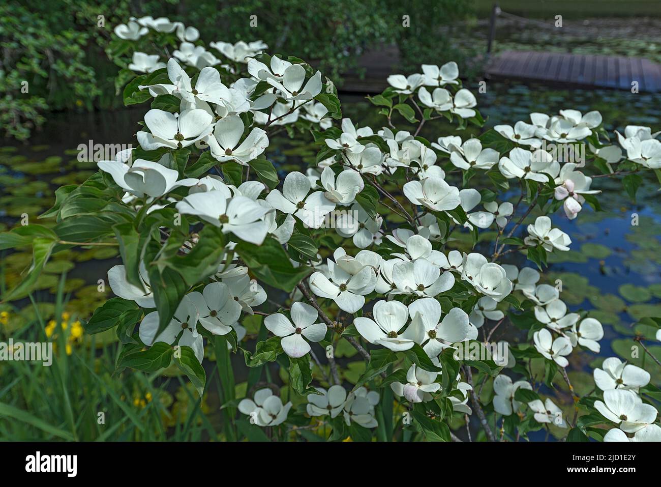 Flowering kousa dogwood (Cornus kousa), palace gardens Dennenlohe ...