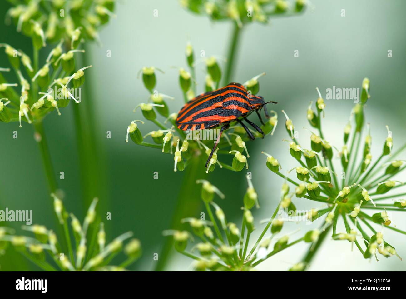 Fire bug (Pyrrhocoris apterus) on the seed head of common ground elder ...