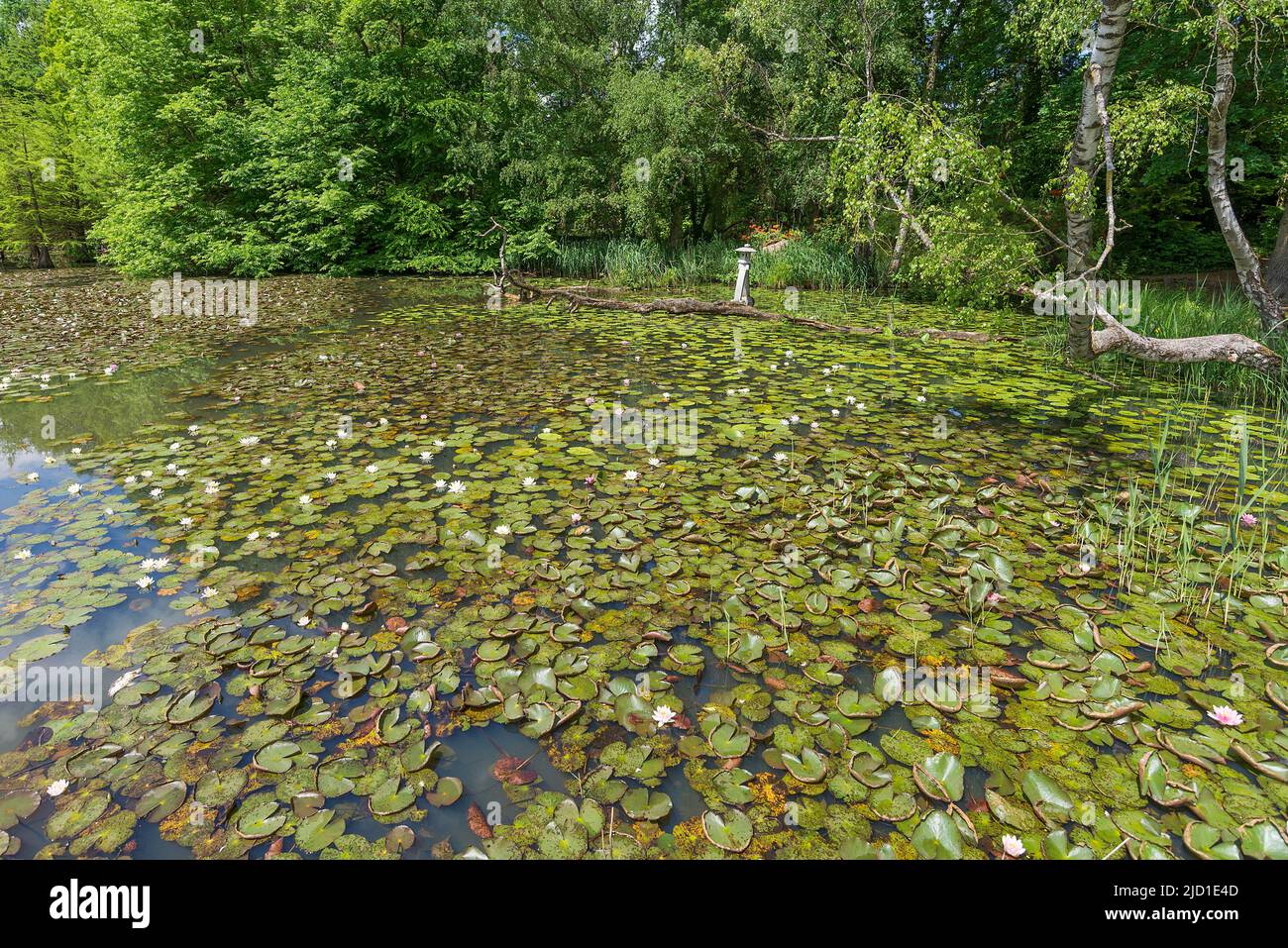 Water Lily Pond in Dennenlohe Castle Park, Middle Franconia, Bavaria ...